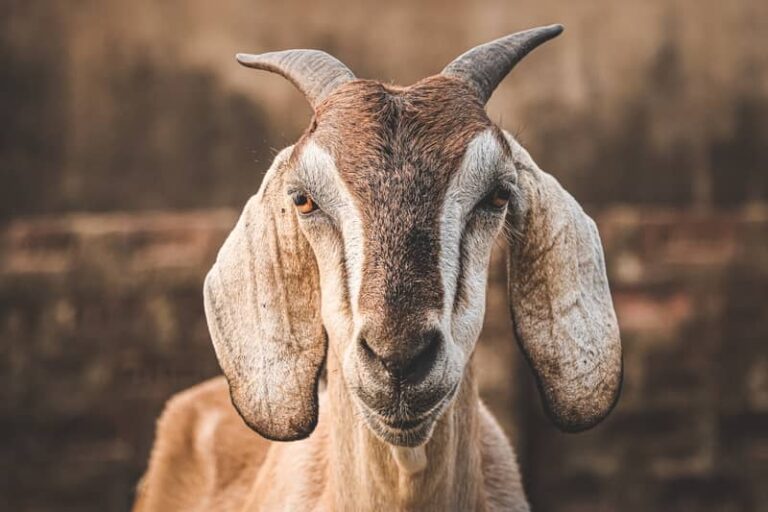 9 Goat Spiritual Meanings And Symbolism What Represent 9-goat-spiritual-meanings-and-symbolism-what-represent