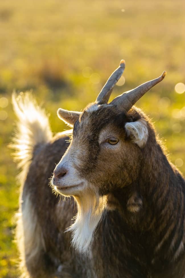 9 Goat Spiritual Meanings And Symbolism What Represent 