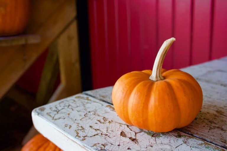 8 Pumpkin Symbolisms and Symbol Spiritual Meaning