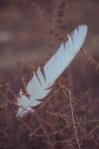 9 Spiritual Meanings of Finding a (Small) White Feather