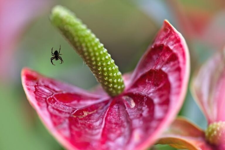 Is it Bad Luck to Kill Spiders? 9 Spider Superstitions