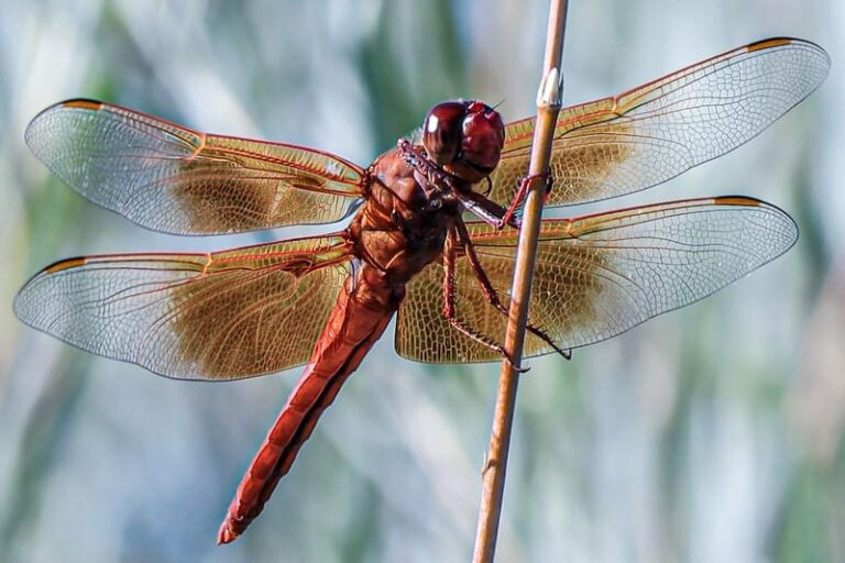 11 Red Dragonfly Spiritual Meanings When They Visits You 11-red-dragonfly-spiritual-meanings-when-they-visits-you