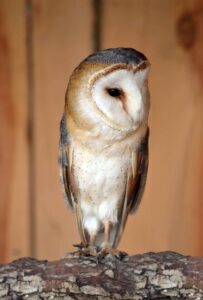 Barn Owl Symbolism and 9 Spiritual Meanings