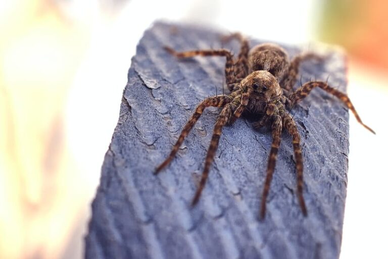 11 Tarantula Spiritual Meanings and Spirit Animal Symbolism