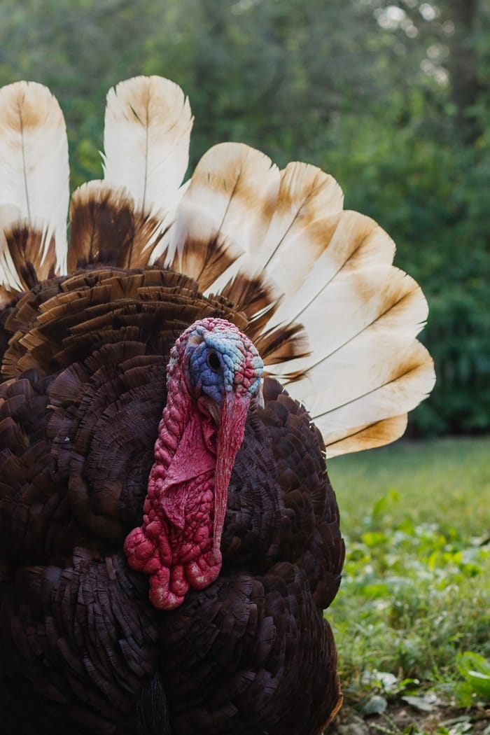 11 Turkey Feather Spiritual Meanings: It’s a Good Sign?