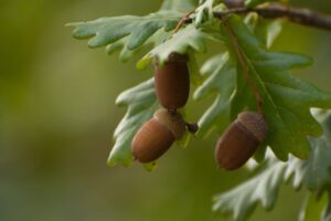 7 Acorn Symbolisms and Spiritual Meaning: It's Good Luck?
