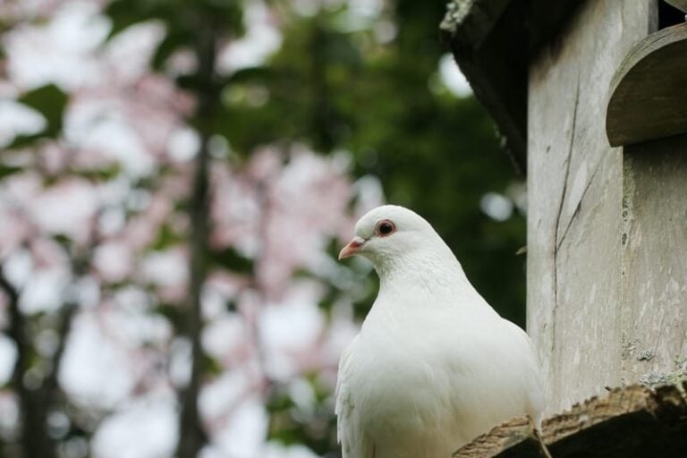 What Does It Mean When A White Dove Visits You 11 Messages what-does-it-mean-when-a-white-dove-visits-you-11-messages