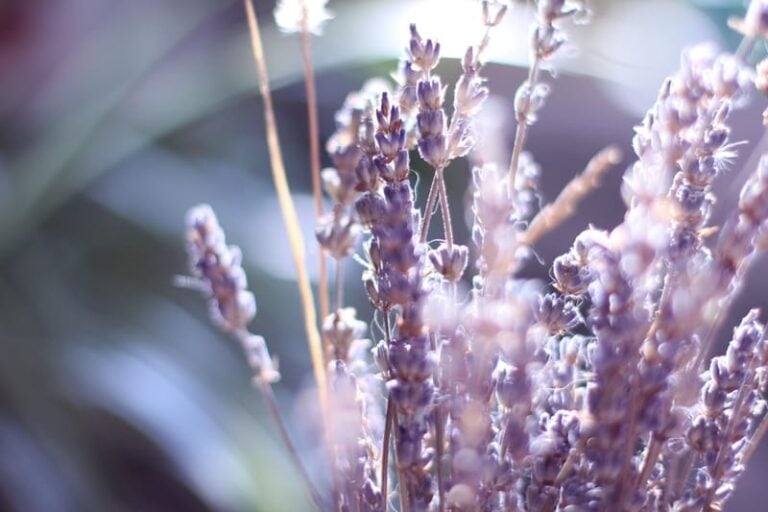 11 Spiritual Meanings of Lavender: Symbolism and Power