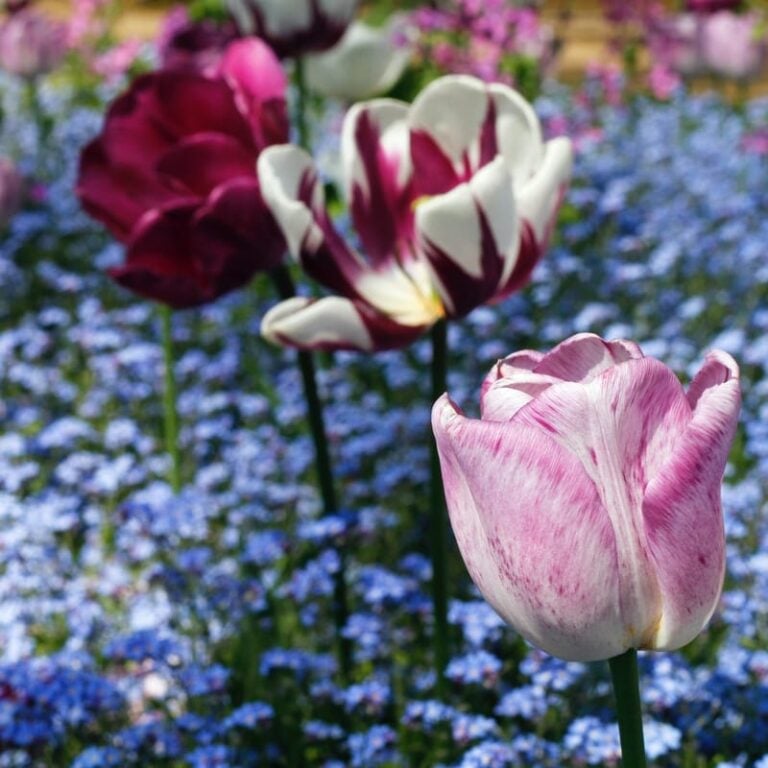 9 Tulip Flower Color Meanings: Yellow, Red, White & Purple