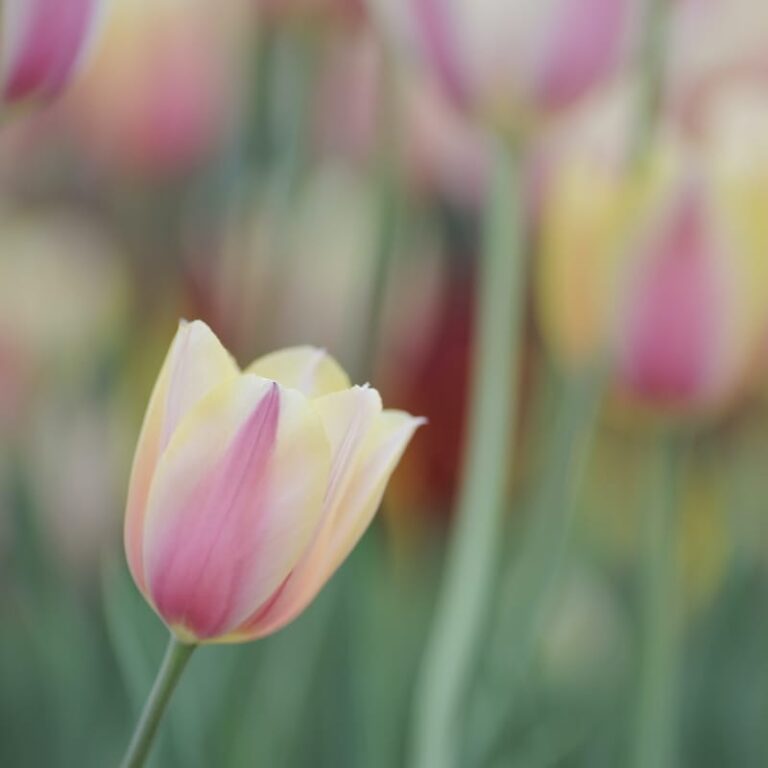9 Tulip Flower Color Meanings: Yellow, Red, White & Purple