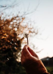 11 Dandelion Symbolism And Flower Spiritual Meaning