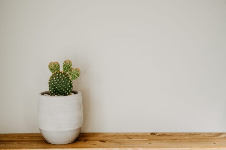 11 Cactus Symbolism and Spiritual Meanings (Updated)