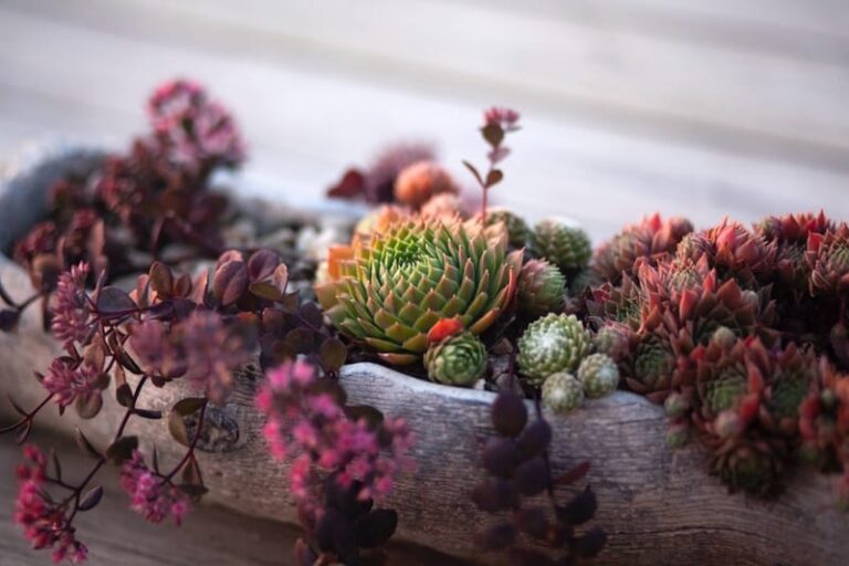 11 Cactus Symbolism and Spiritual Meanings (Updated)