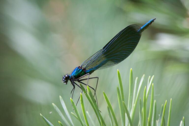 11 Blue Dragonfly Spiritual Meanings: Loyalty and Trust