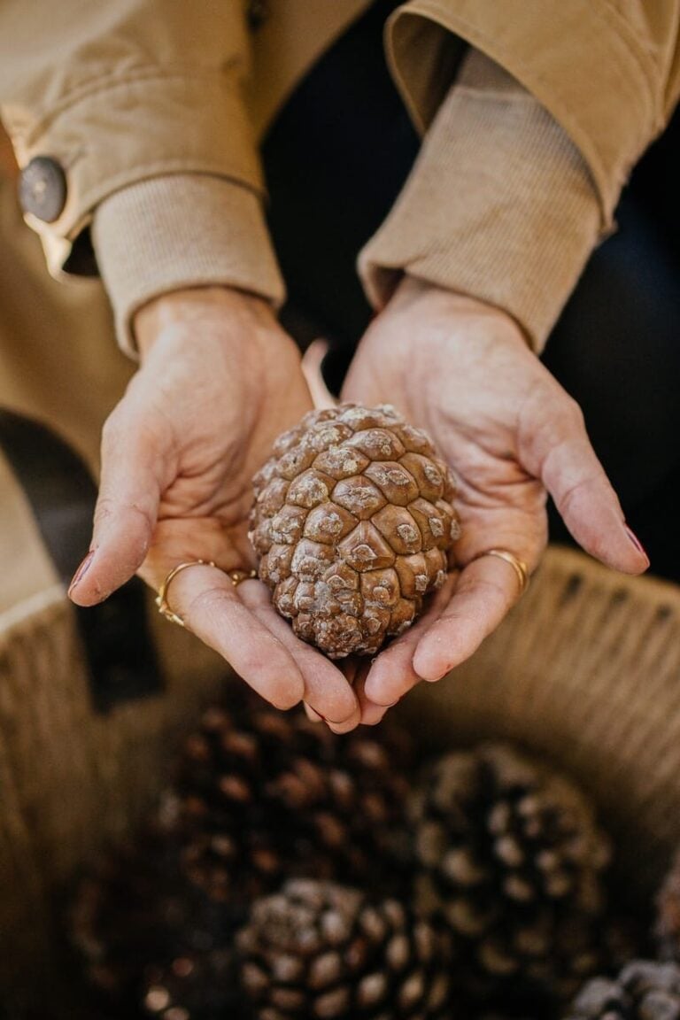 11 Pinecone Symbolism and Spiritual Meaning