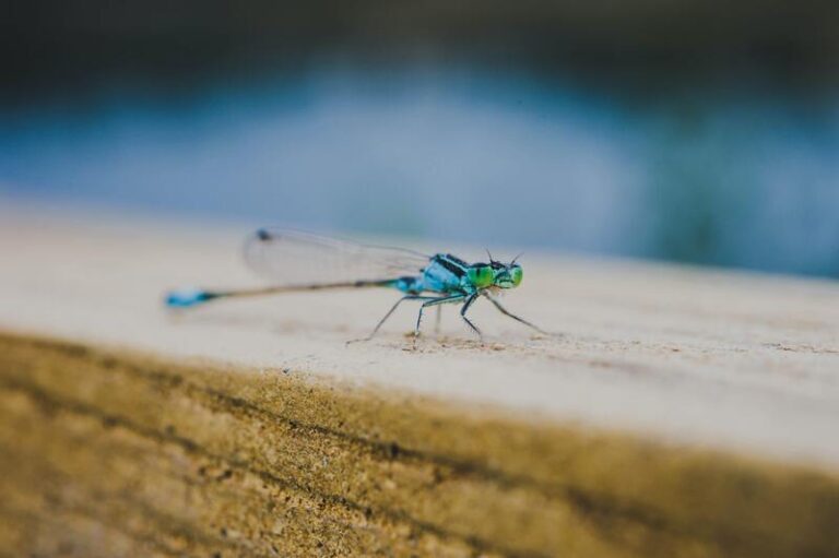 11 Blue Dragonfly Spiritual Meanings: Loyalty and Trust