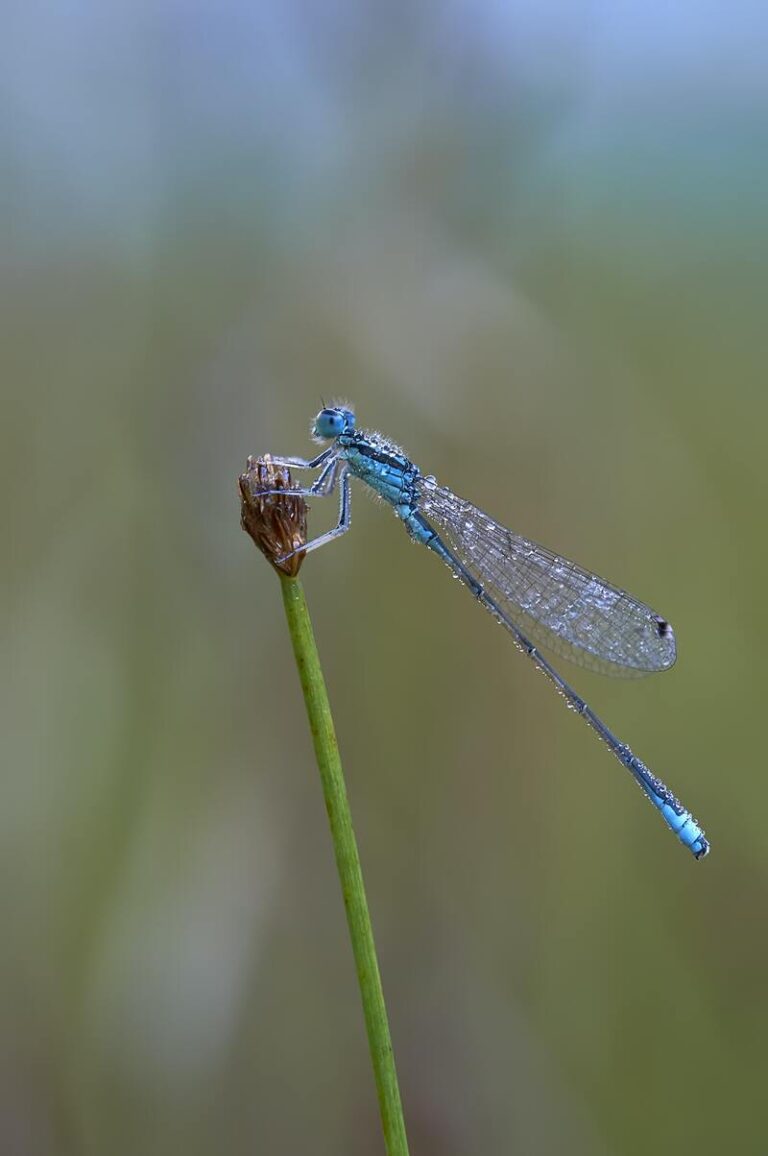 11 Blue Dragonfly Spiritual Meanings: Loyalty and Trust