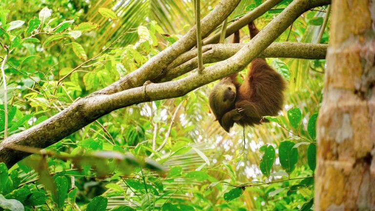 Sloth Spirit Animal: 11 Spiritual Meanings and Symbolisms