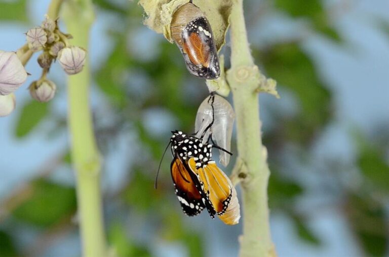 8 Insects that Symbolizes Death and Rebirth (Updated)