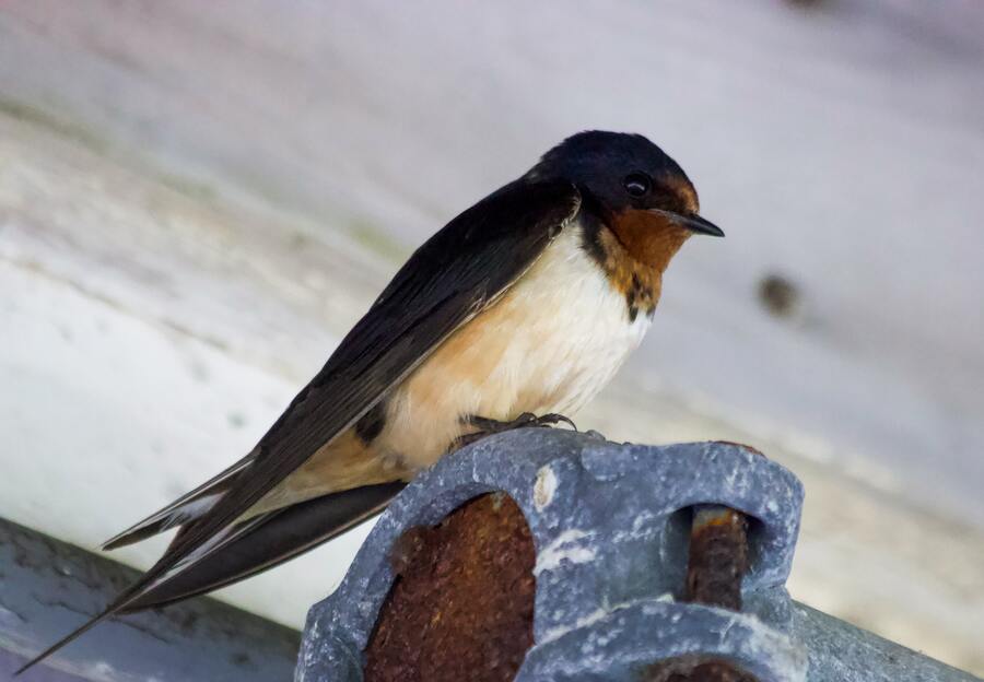 11 Swallow Bird Spiritual Meanings And Symbolism