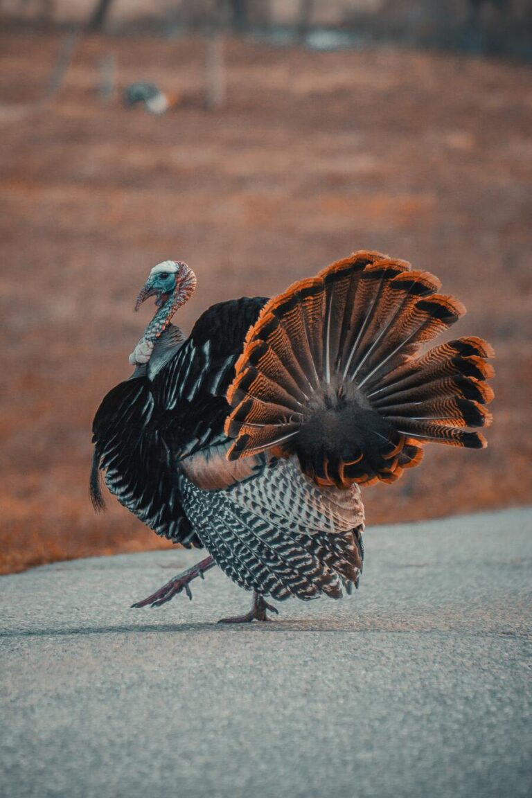 11 Spiritual Meanings of A Turkey Crossing your Path