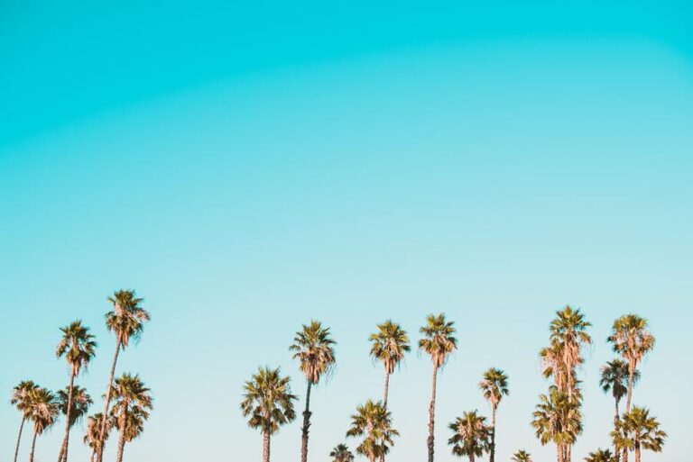 What Does The Palm Tree Symbolize 9 Spiritual Meanings