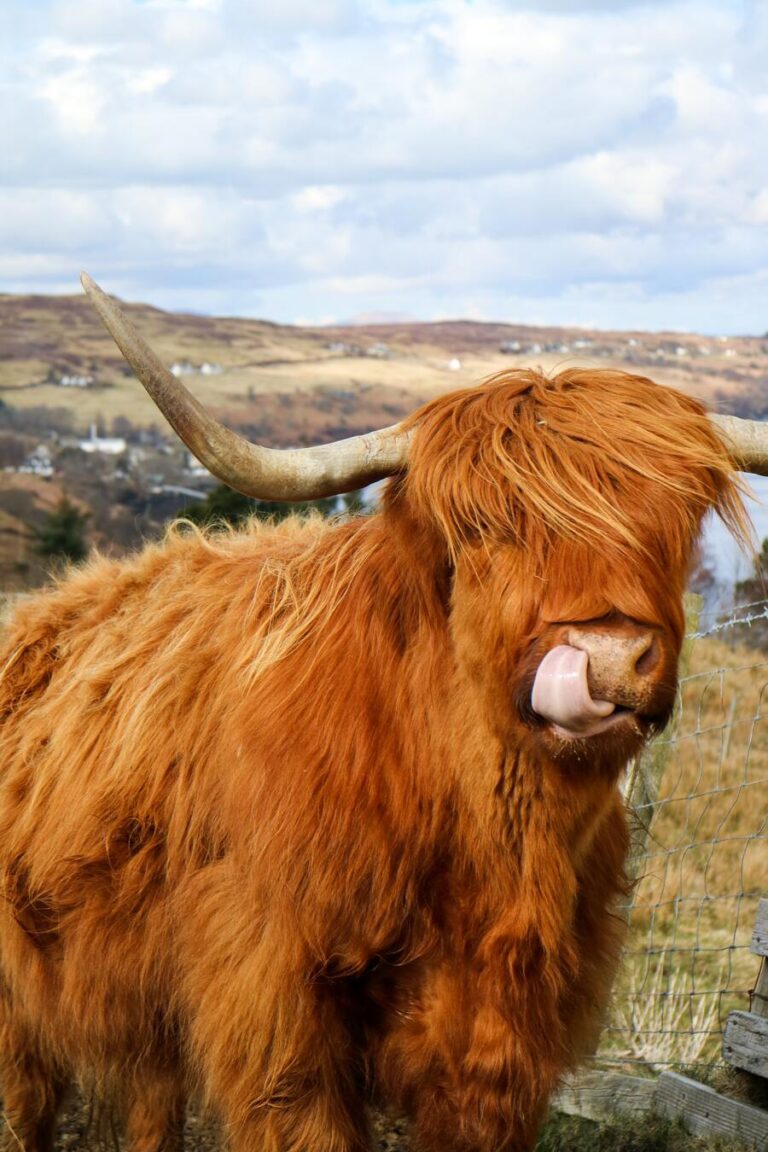11 Bull Spiritual Meanings And Spirit Animal Symbolism 11 Bull Spiritual Meanings And Spirit Animal Symbolism
