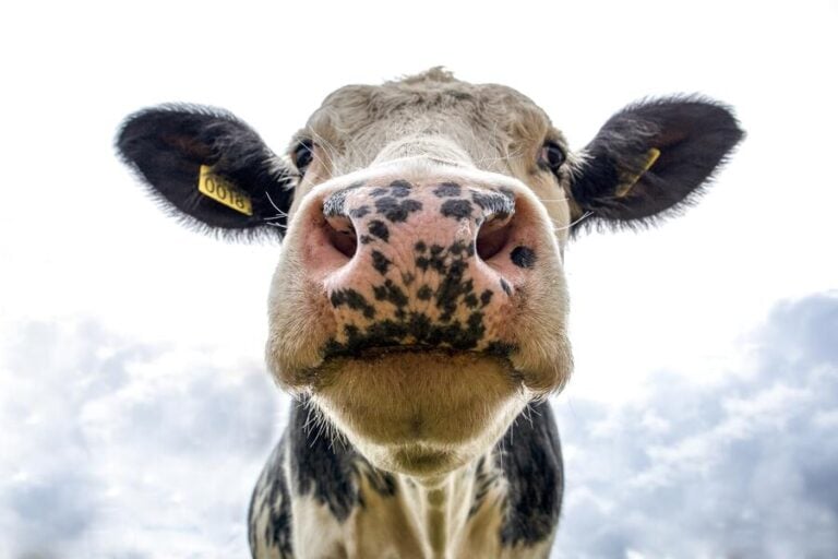 9 Spiritual Meanings Of Cows In A Dream It s A Good Sign 9-spiritual-meanings-of-cows-in-a-dream-it-s-a-good-sign