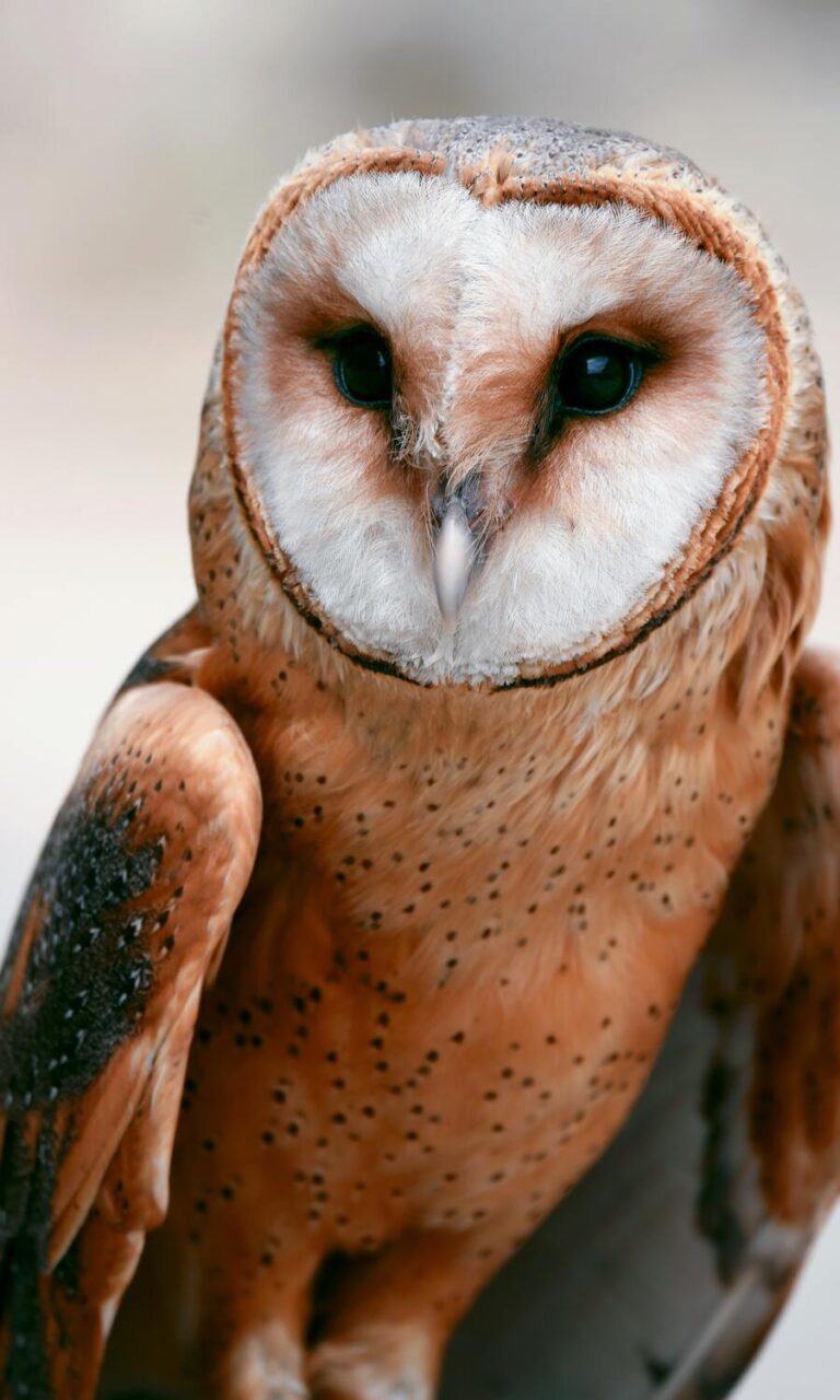 11 Dead Owl Meanings and Symbolism: Represent Death?