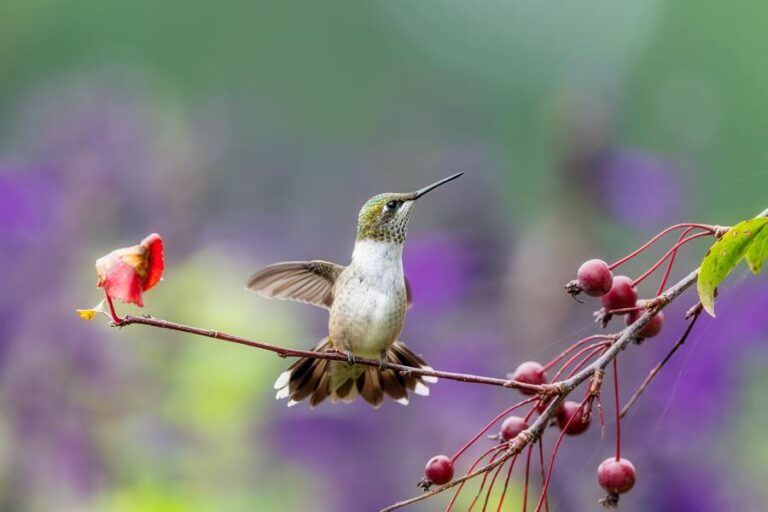 Dead Hummingbird Symbolism: 7 Superstitions & Omens