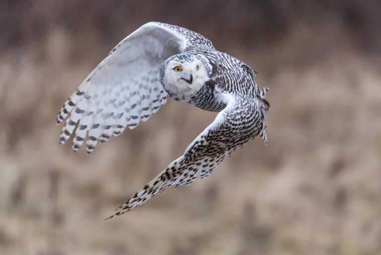 11 Dead Owl Meanings and Symbolism: Represent Death?