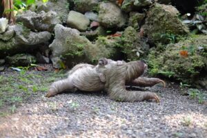 Sloth Spirit Animal: 11 Spiritual Meanings and Symbolisms