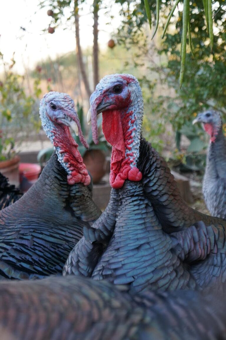 11 Spiritual Meanings of A Turkey Crossing your Path