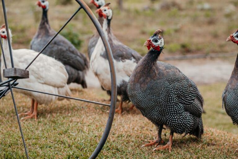 11 Spiritual Meanings of A Turkey Crossing your Path