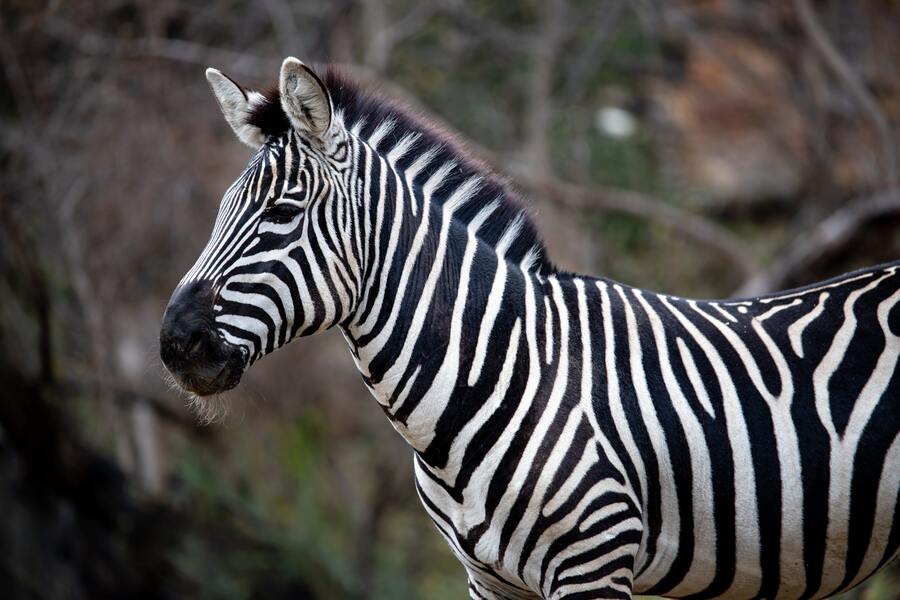 11 Zebra Spiritual Meanings Spirit Animal Symbolisms