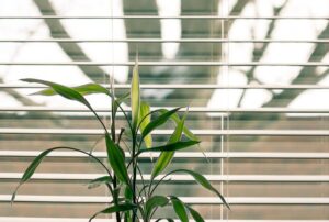 11 Bamboo Plant Spiritual Meanings and Symbolisms