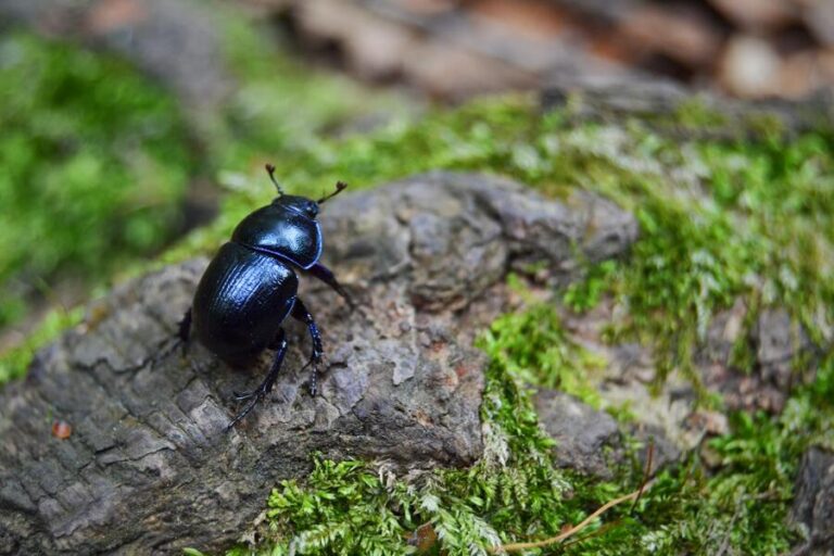 8 Insects that Symbolizes Death and Rebirth (Updated)