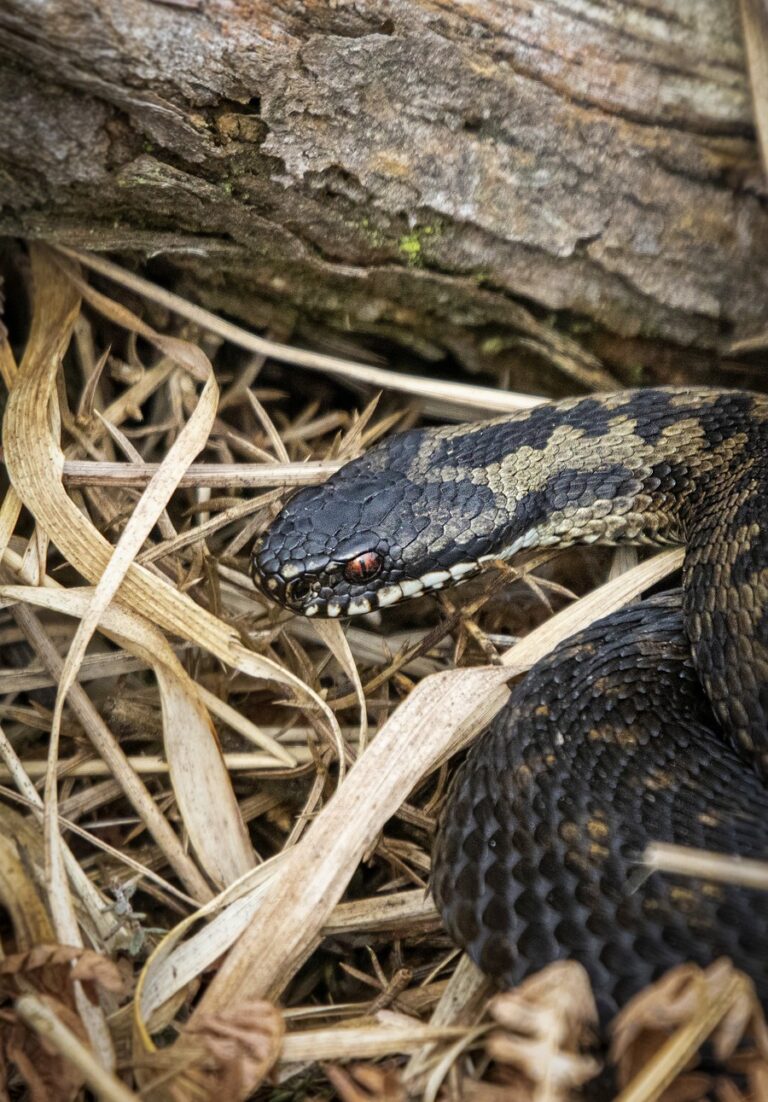 11 Spiritual Meanings of Seeing a Black Snake: It's Bad Luck?