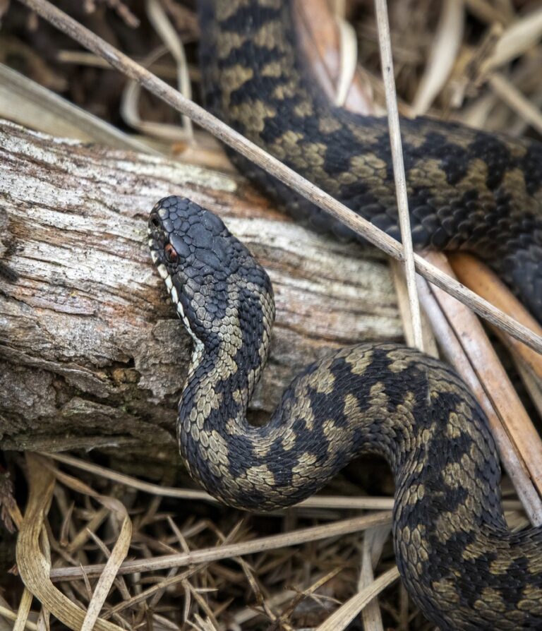 11 Spiritual Meanings of Seeing a Black Snake: It's Bad Luck?