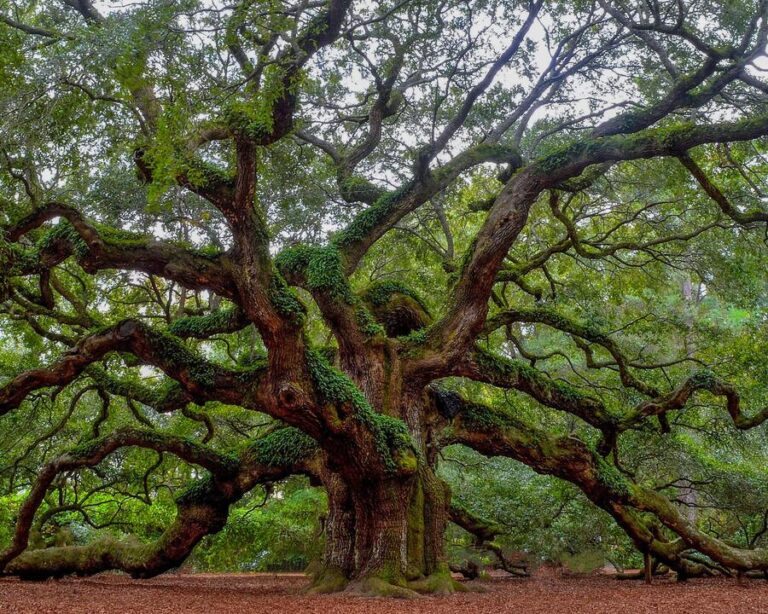 9 Oak Tree Symbolism And Spiritual Meanings and Leaf 9-oak-tree-symbolism-and-spiritual-meanings-and-leaf