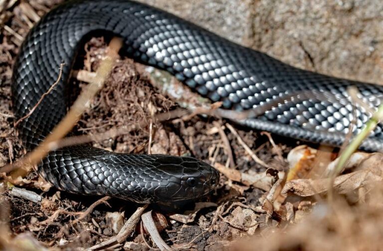11 Spiritual Meanings of Seeing a Black Snake: It's Bad Luck?