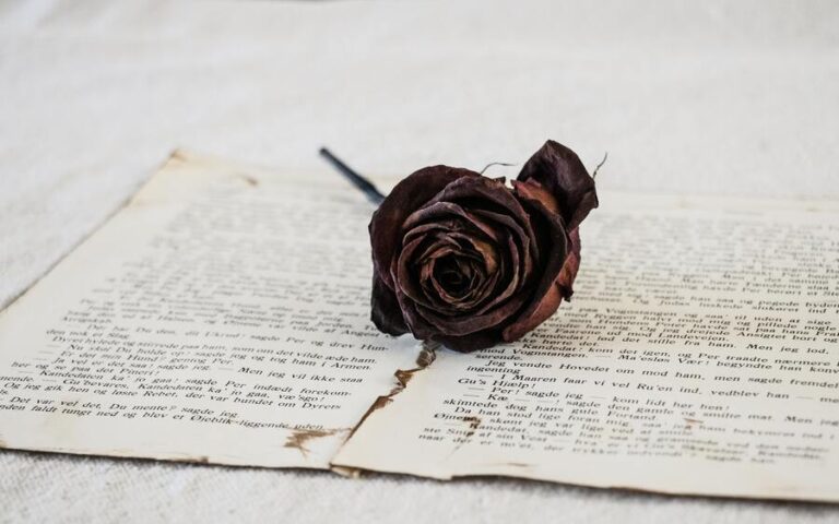 11 Black Rose Spiritual Meanings: Relationship & Love