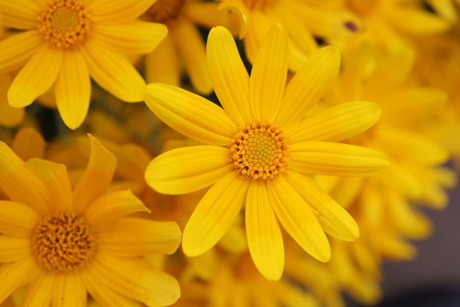 11 Yellow Flowers Spiritual Meaning And Symbolism