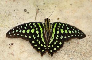 11 Green Butterfly Spiritual Meanings: Lime and Light Green