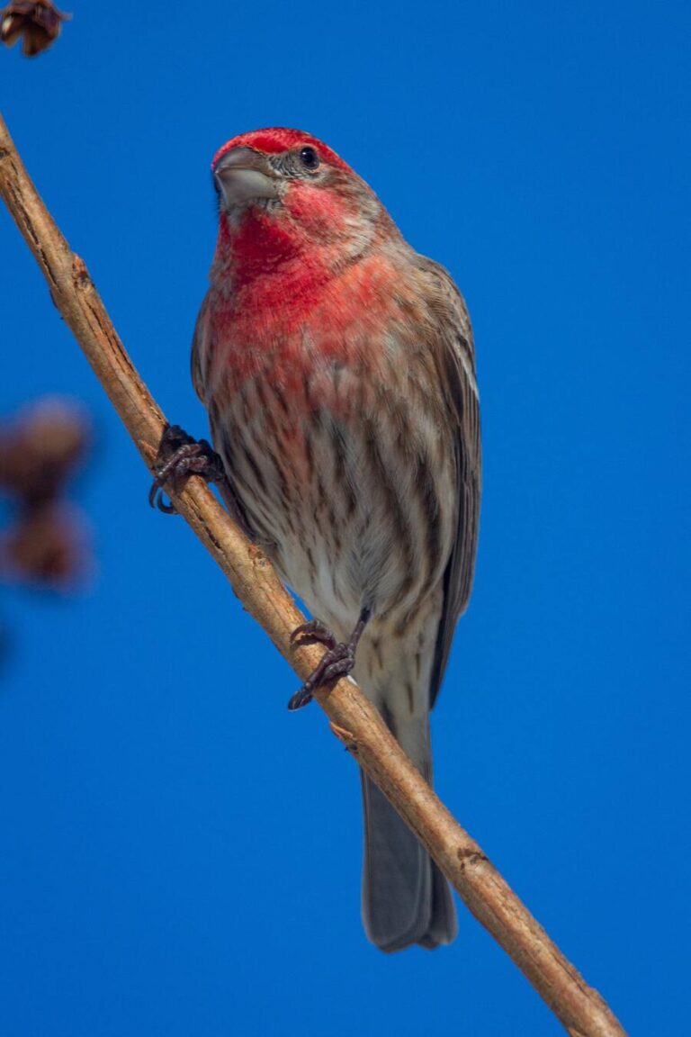 11 House Finch Spiritual Meanings: When They Visit You