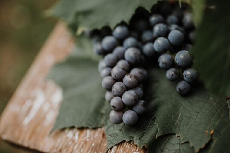 Symbolism of Grapes: 11 Spiritual and Biblical Meanings