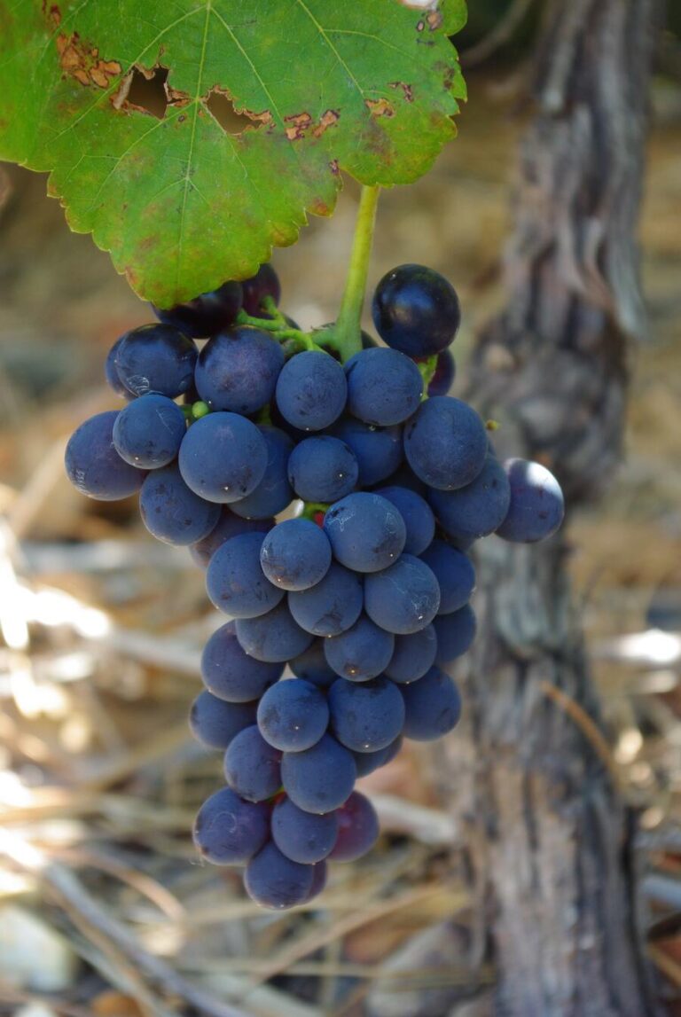 Symbolism of Grapes: 11 Spiritual and Biblical Meanings