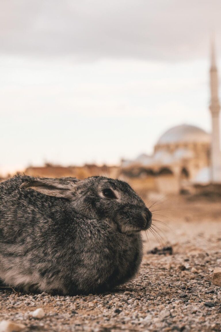 11 Black Rabbit Meanings and Symbolism: Dreams & Real Life