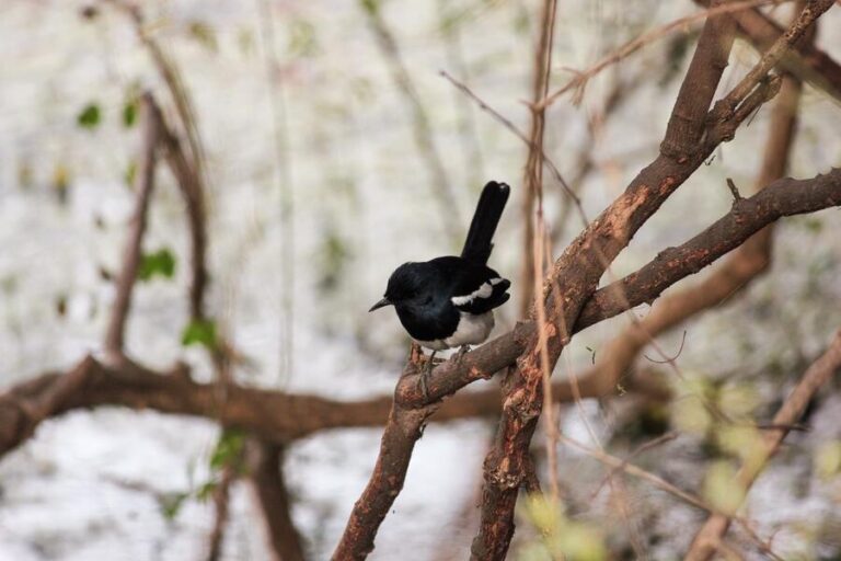 11 Spiritual Meanings of Magpies Visiting You - Bad Luck?