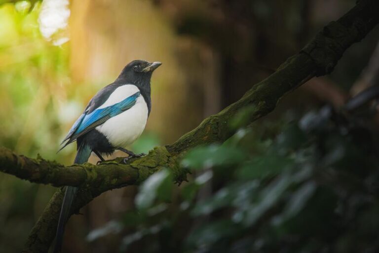 11 Spiritual Meanings of Magpies Visiting You - Bad Luck?